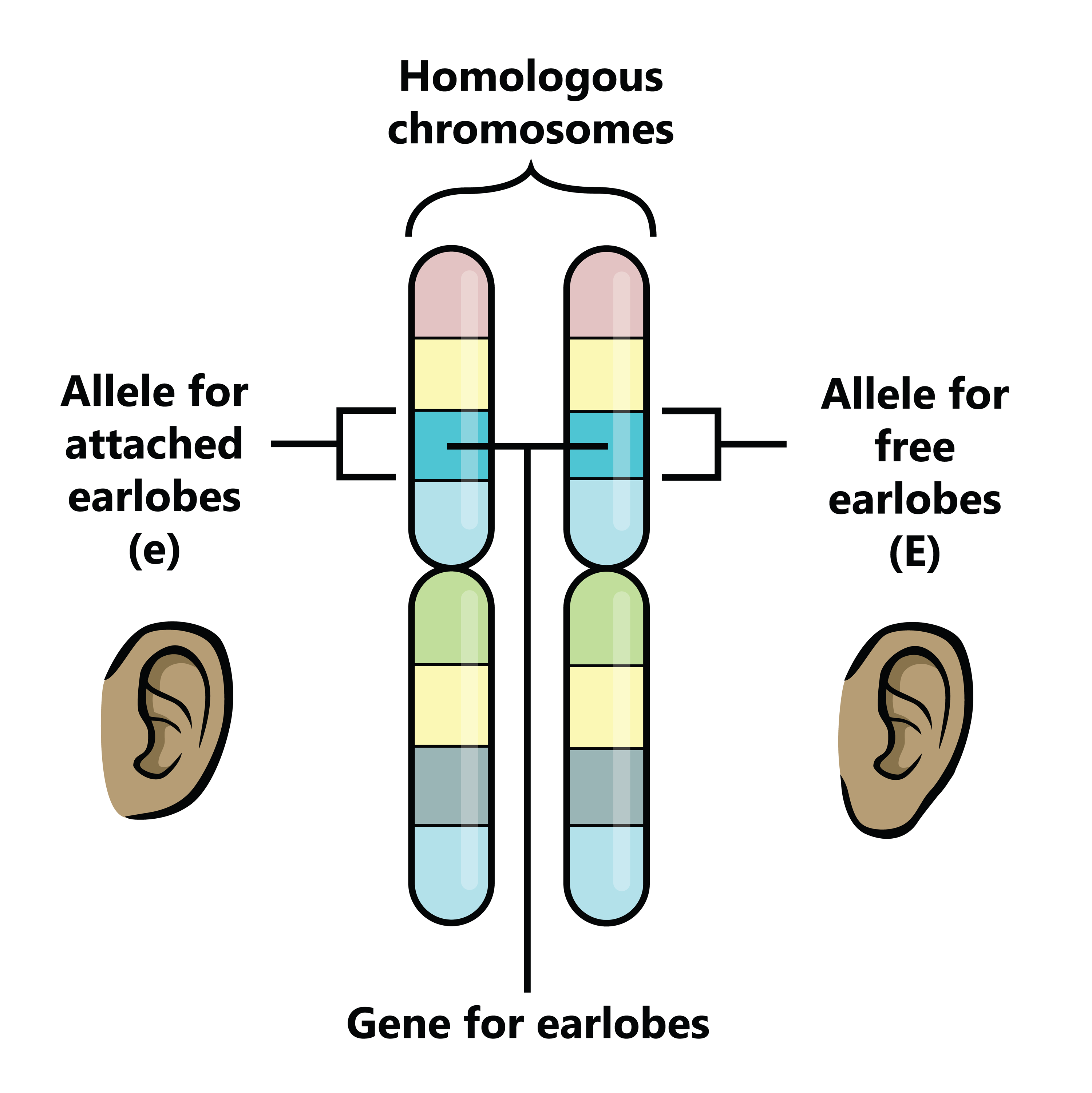 Genetics | The Partnership in Education